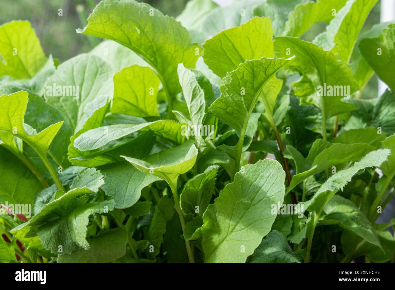 Close up of radish plant, healthy leaves taken in indoor greenhouse ...