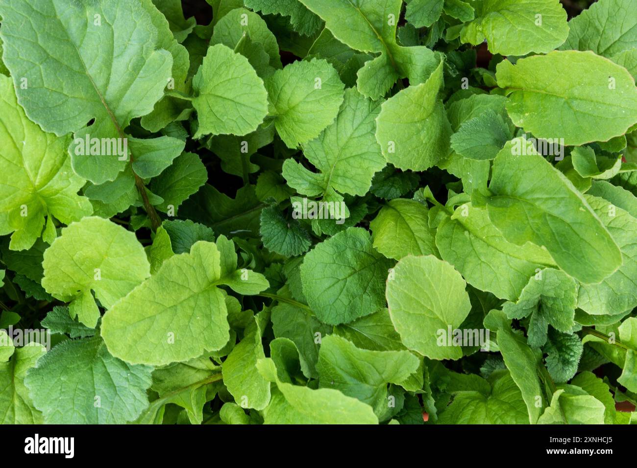 Close up of radish plant, healthy leaves taken in indoor greenhouse ...