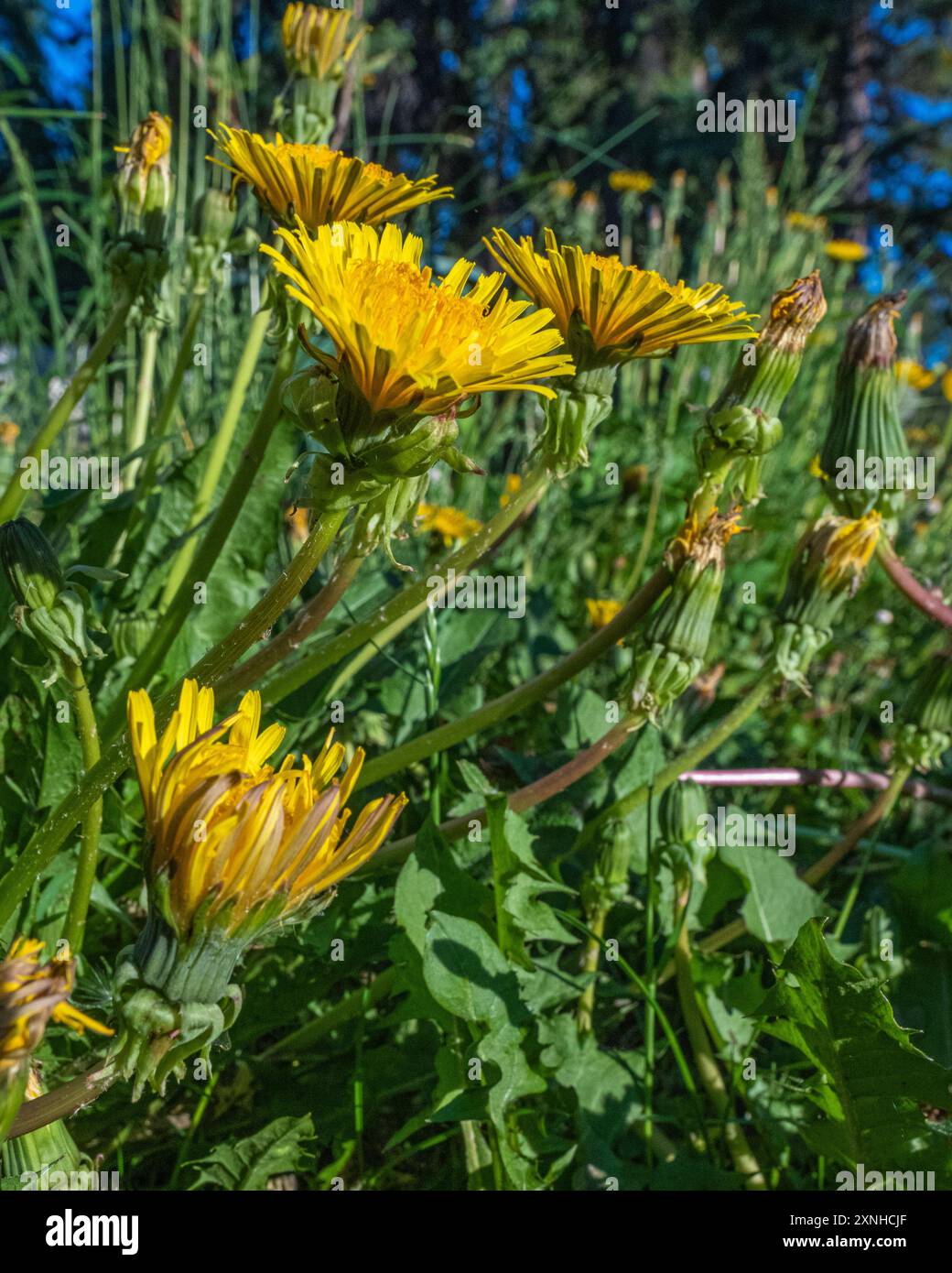 Field of bright yellow daisy, wild flowers seen in summer time in ...
