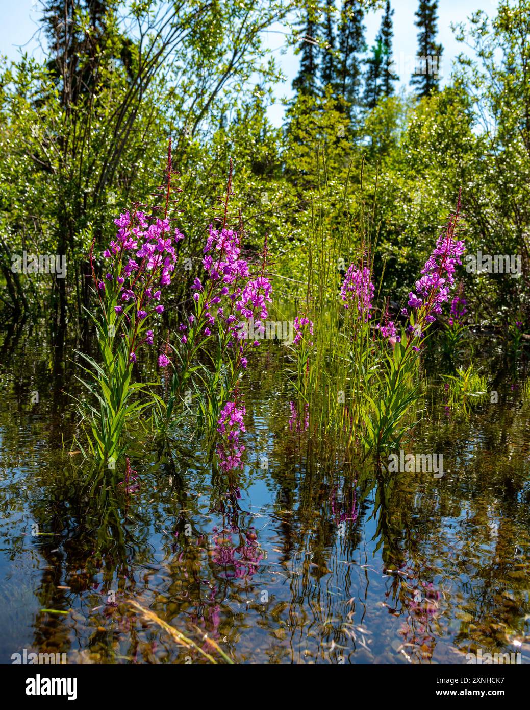 Natural, wild Fireweed Plants seen in northern Canada, during ...
