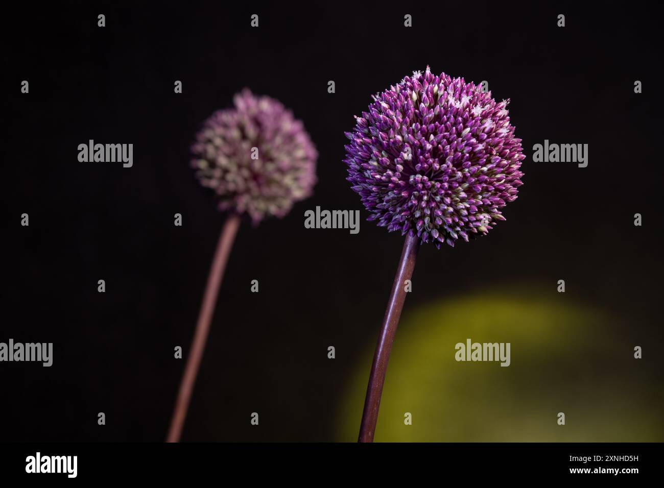 White alium flowers hi-res stock photography and images - Alamy