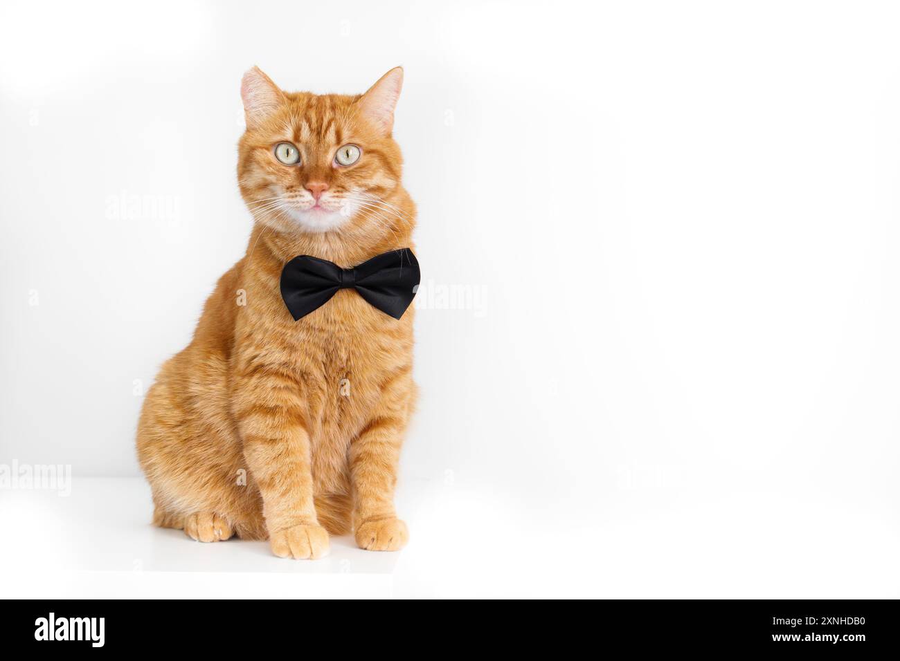 Cute ginger cat in bow tie sitting on white background Stock Photo - Alamy