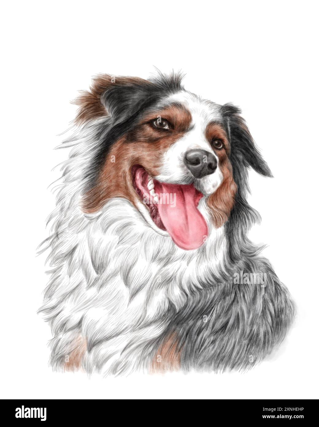A detailed and realistic drawing of a happy blue merle Australian ...