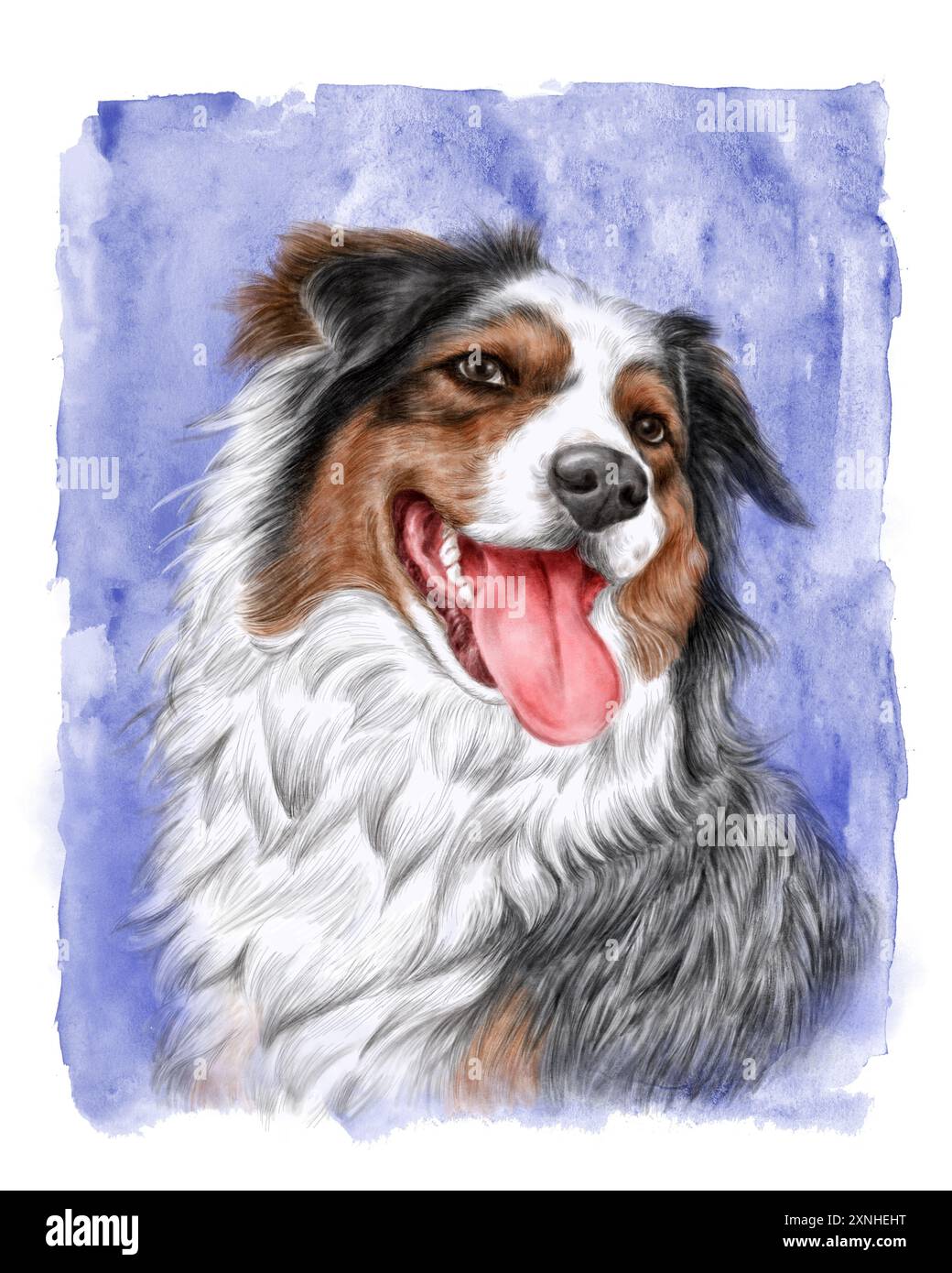 A detailed and realistic drawing of a happy blue merle Australian ...