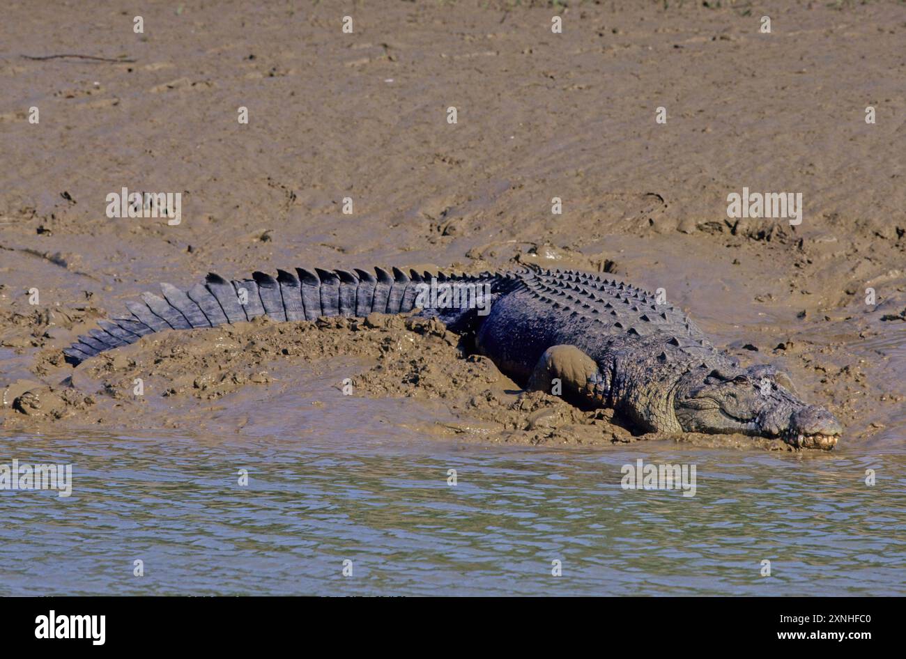 The saltwater crocodile (Crocodylus porosus) is a crocodilian native to ...