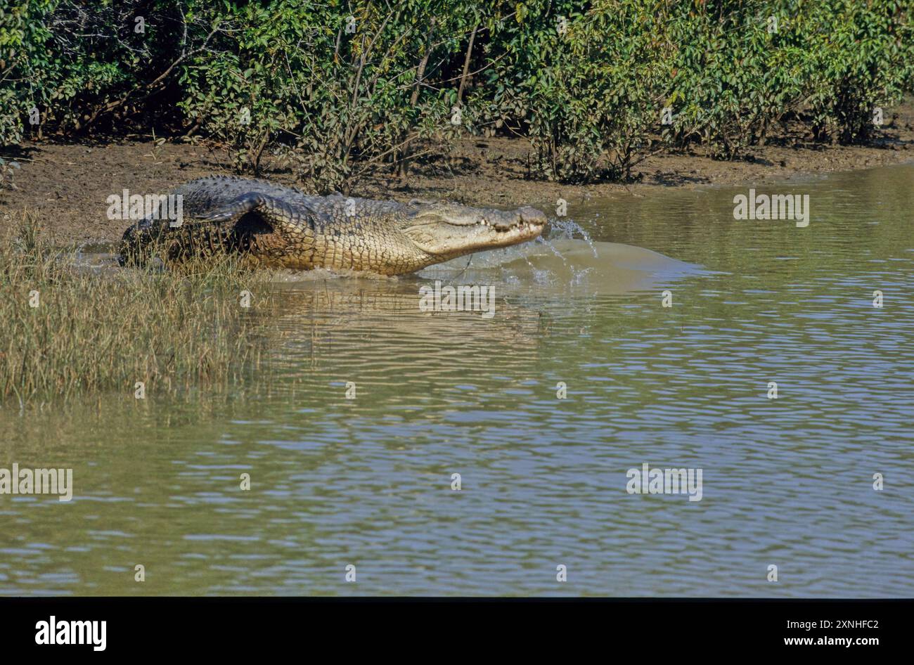 The saltwater crocodile (Crocodylus porosus) is a crocodilian native to ...