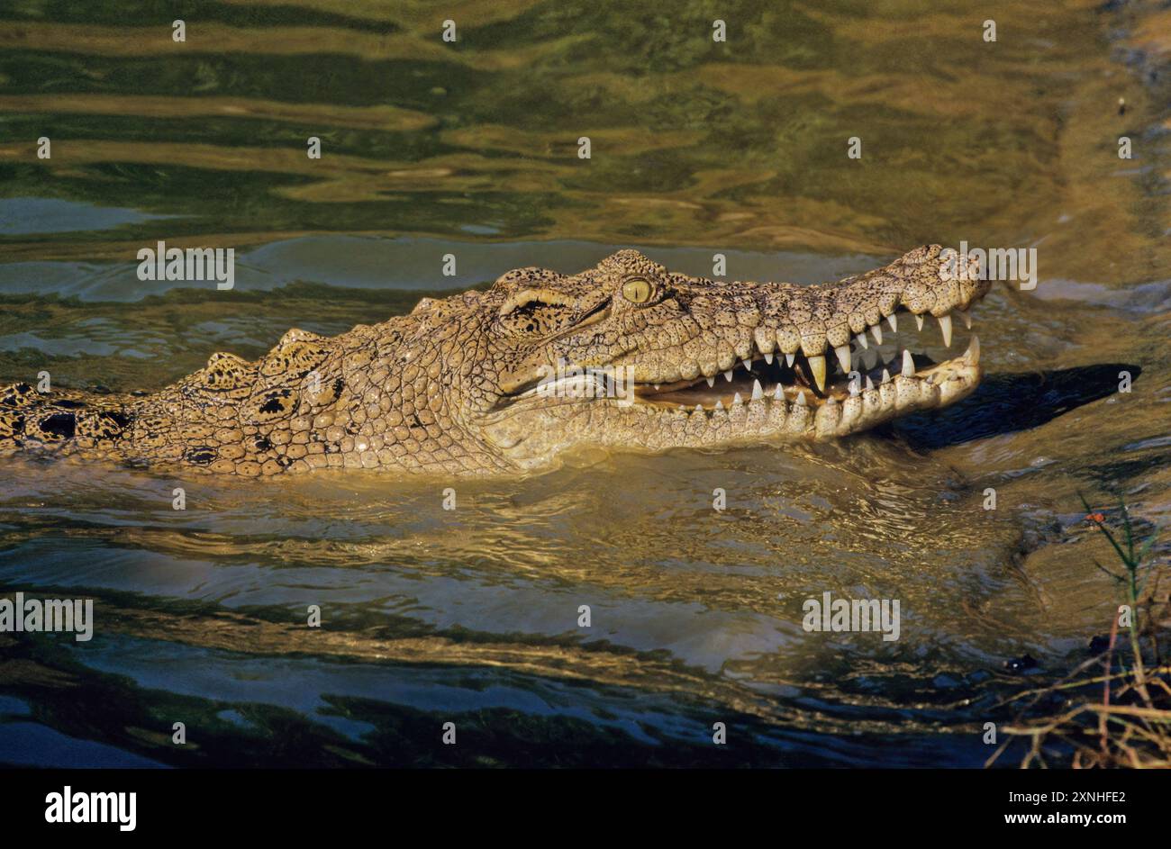 The saltwater crocodile (Crocodylus porosus) is a crocodilian native to ...