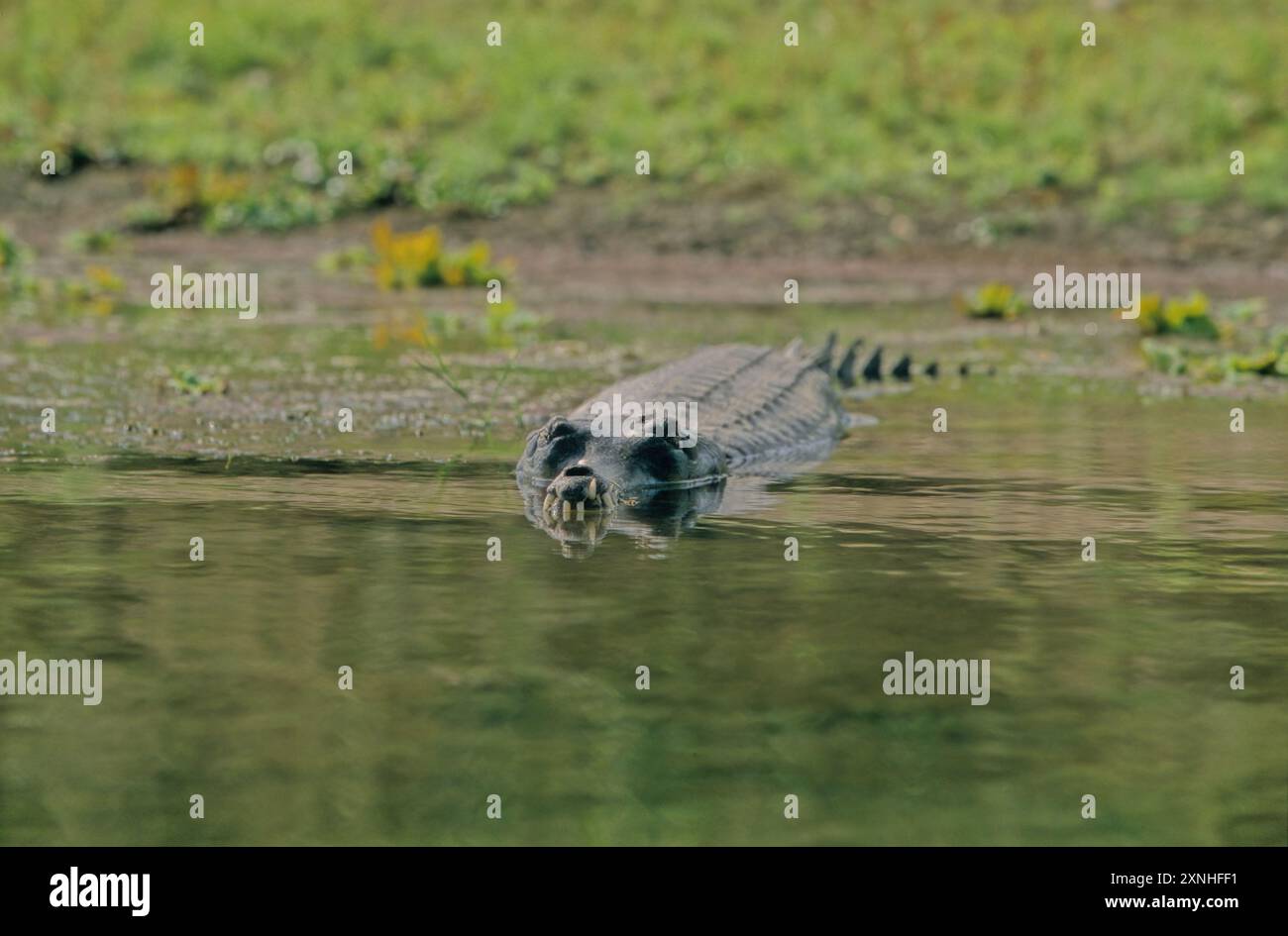 The gharial (Gavialis gangeticus), also known as gavial or fish-eating ...