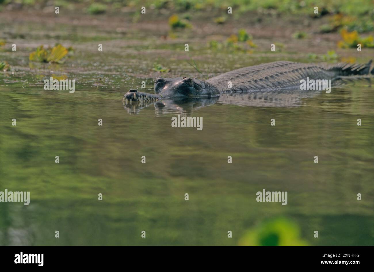 The gharial (Gavialis gangeticus), also known as gavial or fish-eating ...