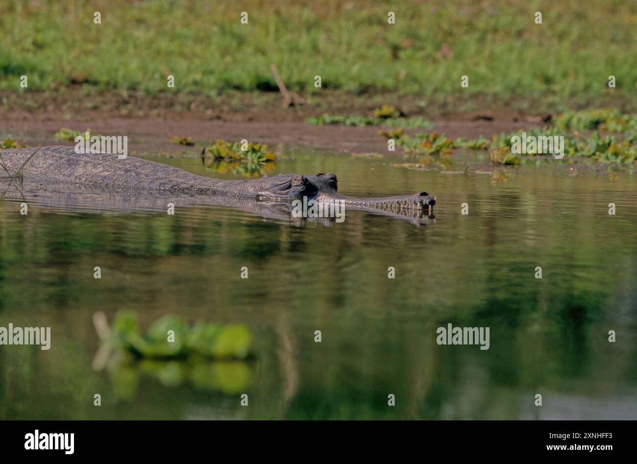 The gharial (Gavialis gangeticus), also known as gavial or fish-eating ...