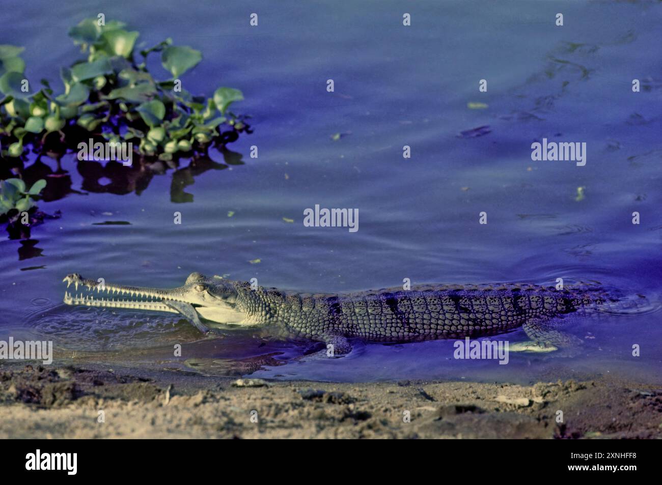 The gharial (Gavialis gangeticus), also known as gavial or fish-eating ...
