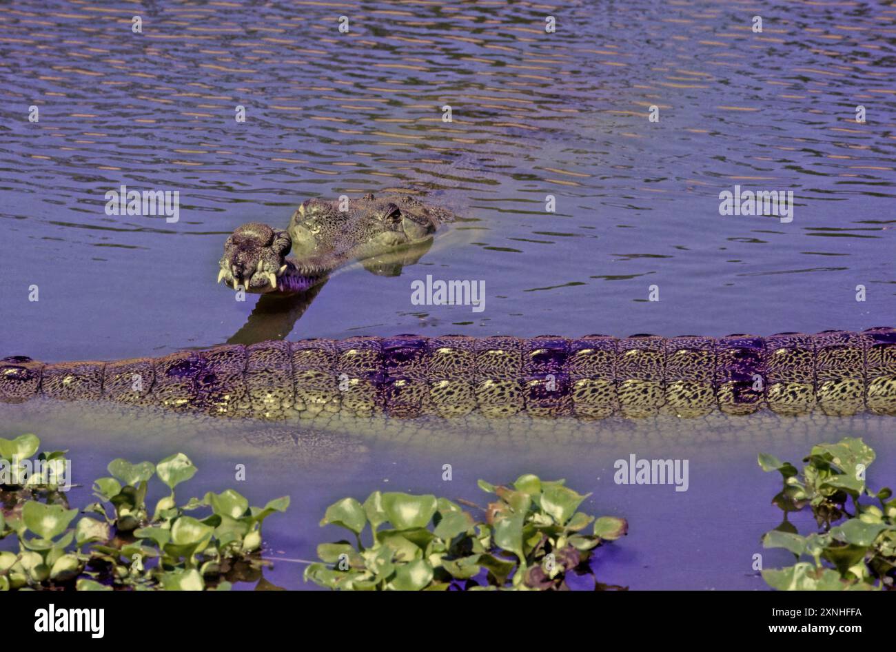 The gharial (Gavialis gangeticus), also known as gavial or fish-eating ...