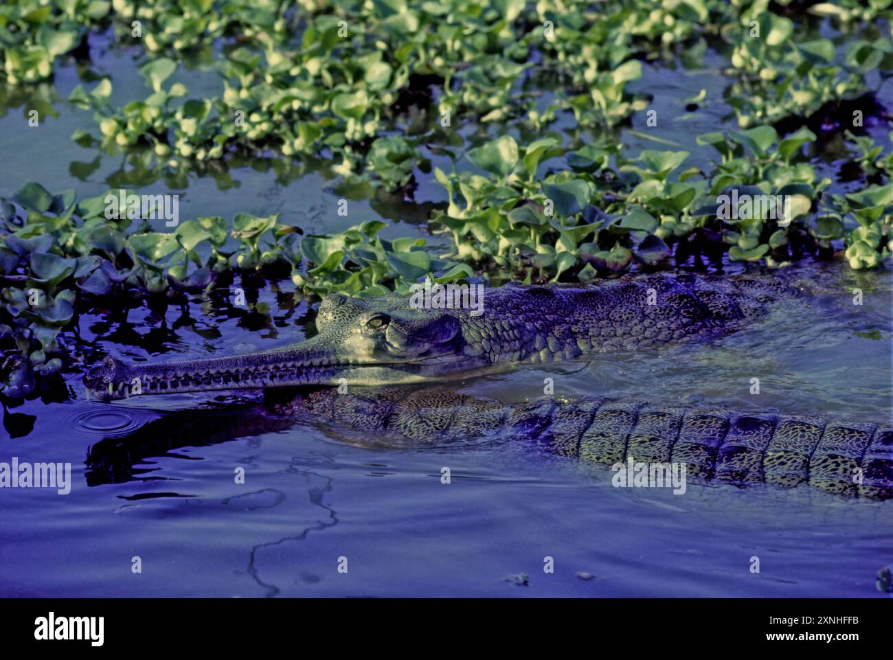 The gharial (Gavialis gangeticus), also known as gavial or fish-eating ...