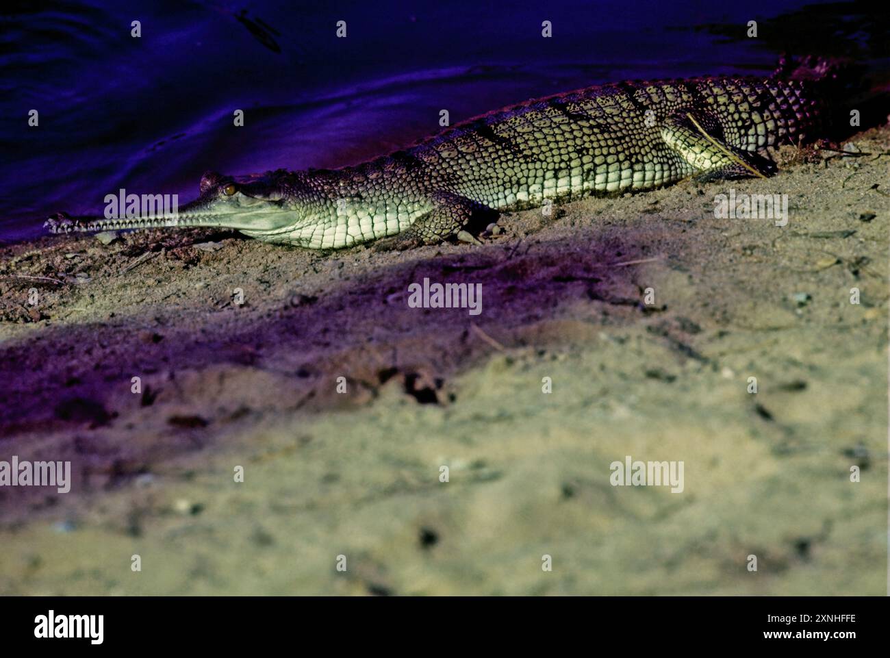 The gharial (Gavialis gangeticus), also known as gavial or fish-eating ...