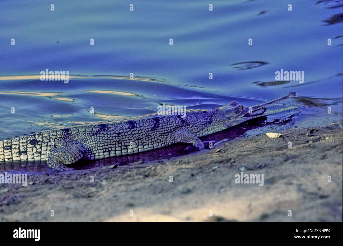 The gharial (Gavialis gangeticus), also known as gavial or fish-eating ...