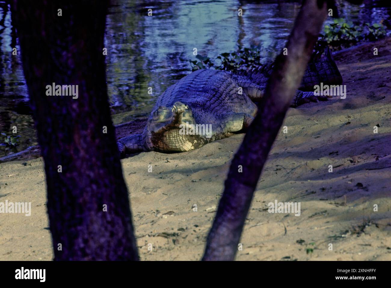 The gharial (Gavialis gangeticus), also known as gavial or fish-eating ...