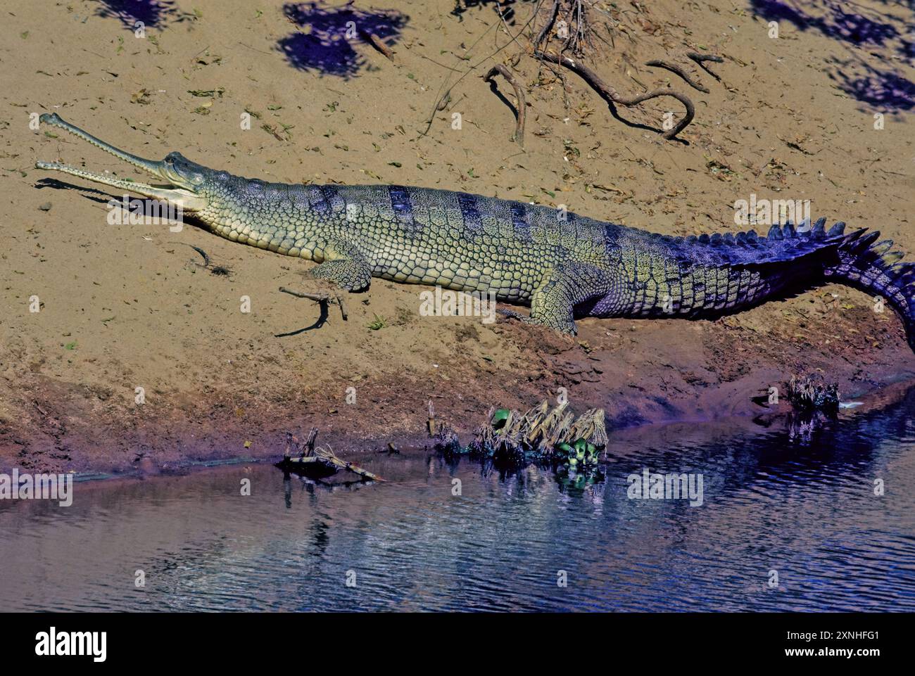 The gharial (Gavialis gangeticus), also known as gavial or fish-eating ...
