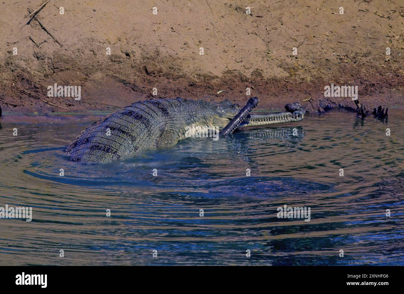 The gharial (Gavialis gangeticus), also known as gavial or fish-eating ...