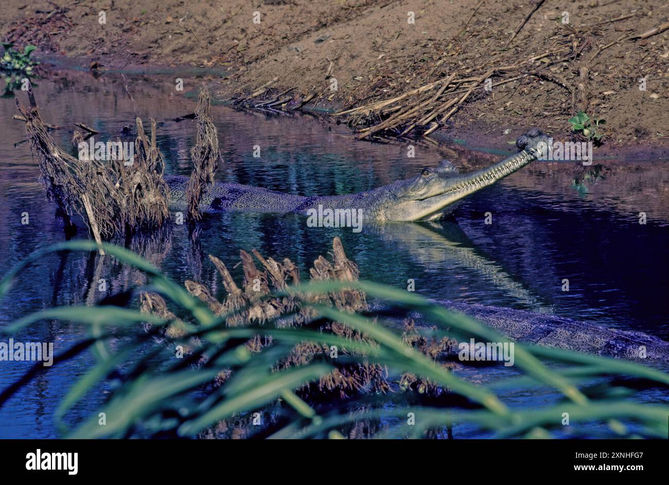 The gharial (Gavialis gangeticus), also known as gavial or fish-eating ...