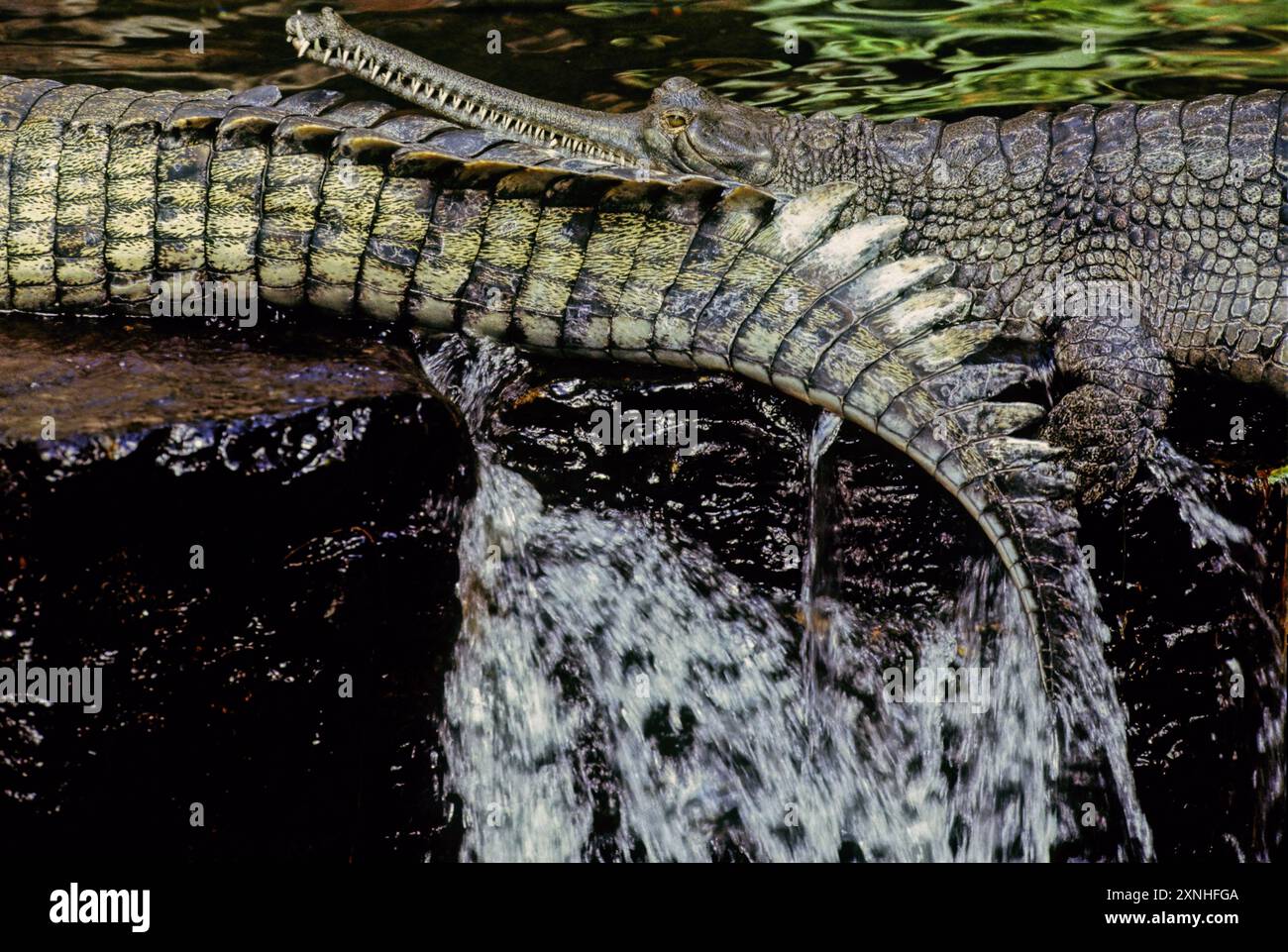 The gharial (Gavialis gangeticus), also known as gavial or fish-eating ...