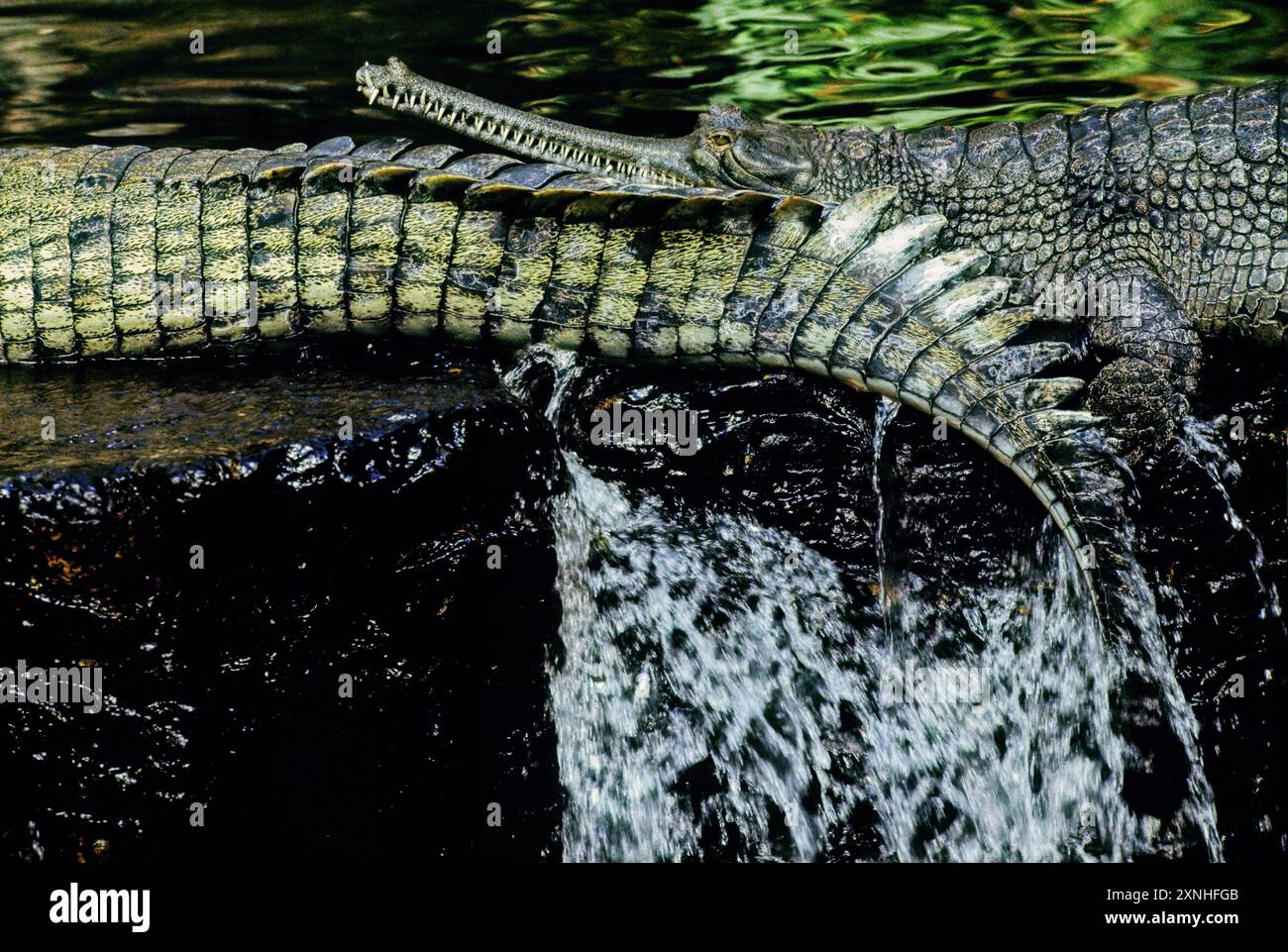 The gharial (Gavialis gangeticus), also known as gavial or fish-eating ...