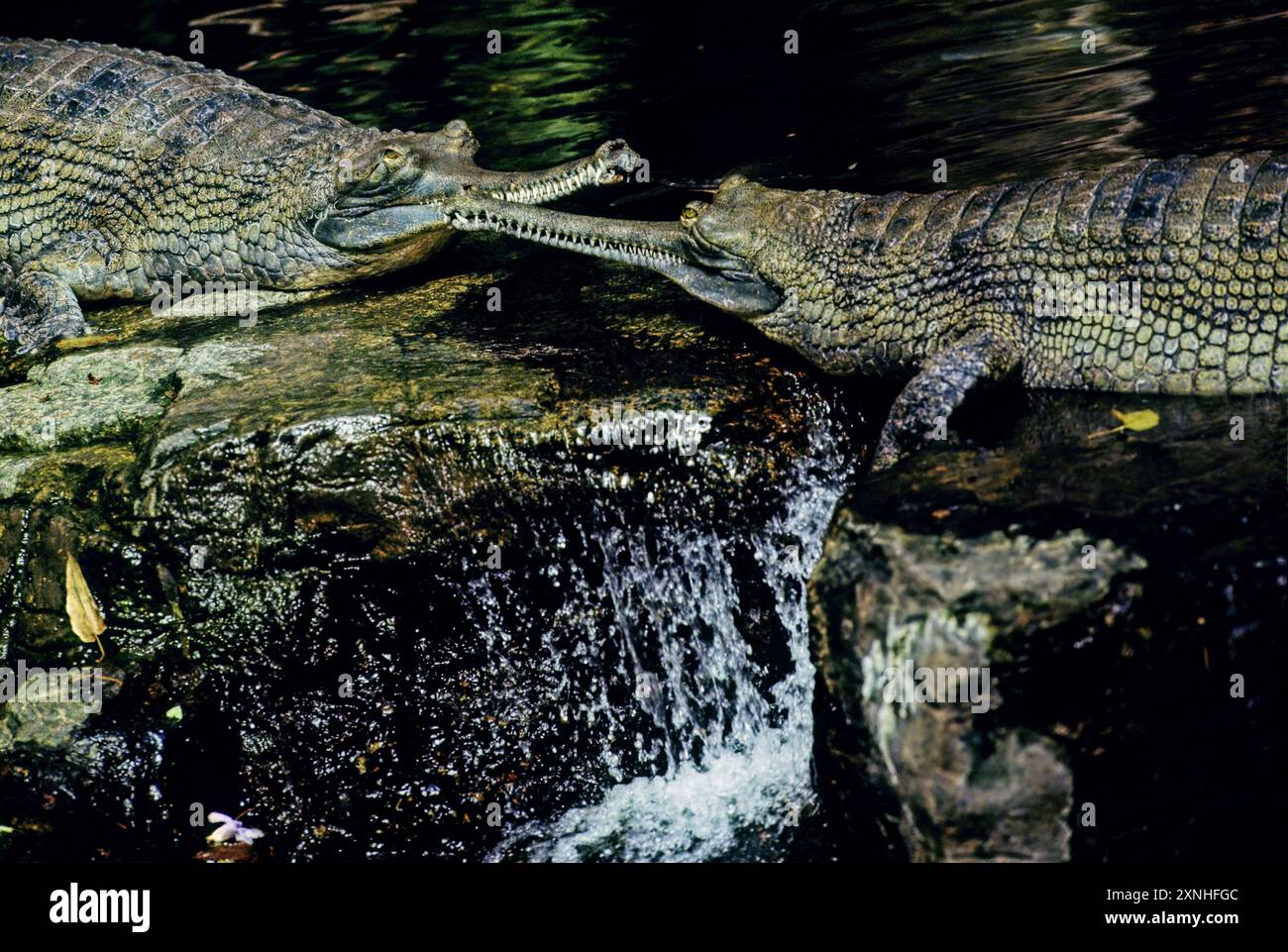 The gharial (Gavialis gangeticus), also known as gavial or fish-eating ...