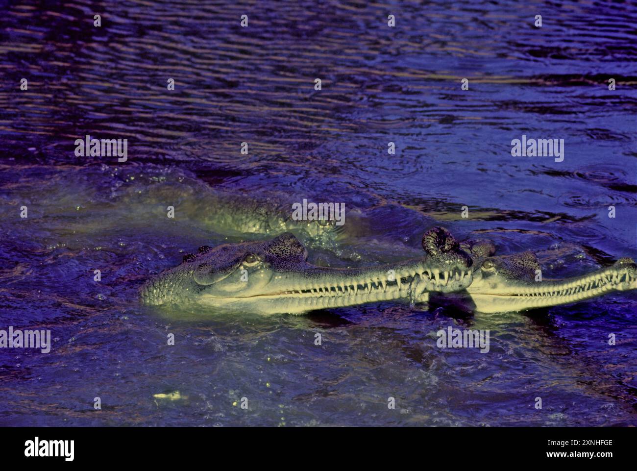 The gharial (Gavialis gangeticus), also known as gavial or fish-eating ...