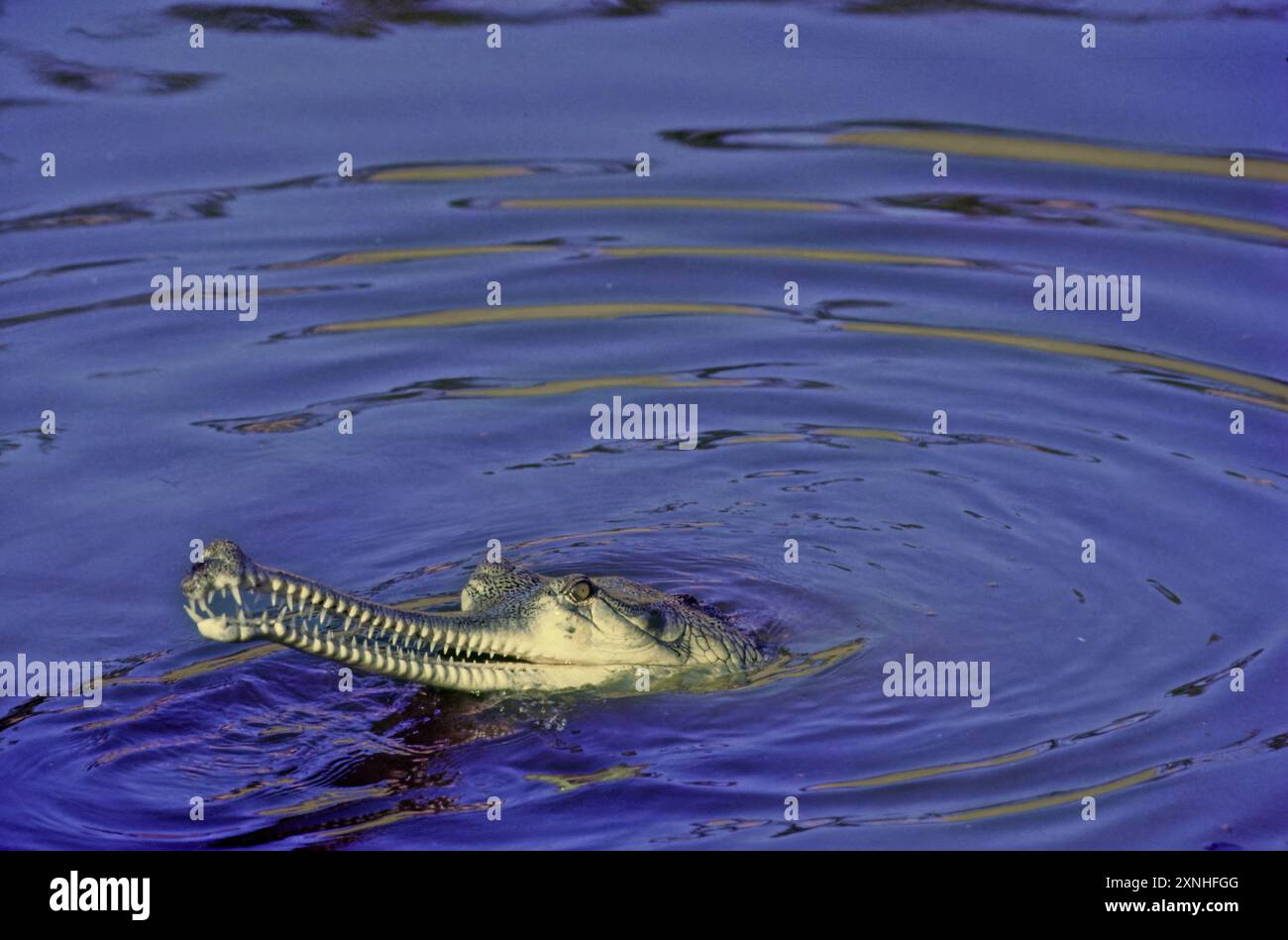 The gharial (Gavialis gangeticus), also known as gavial or fish-eating ...