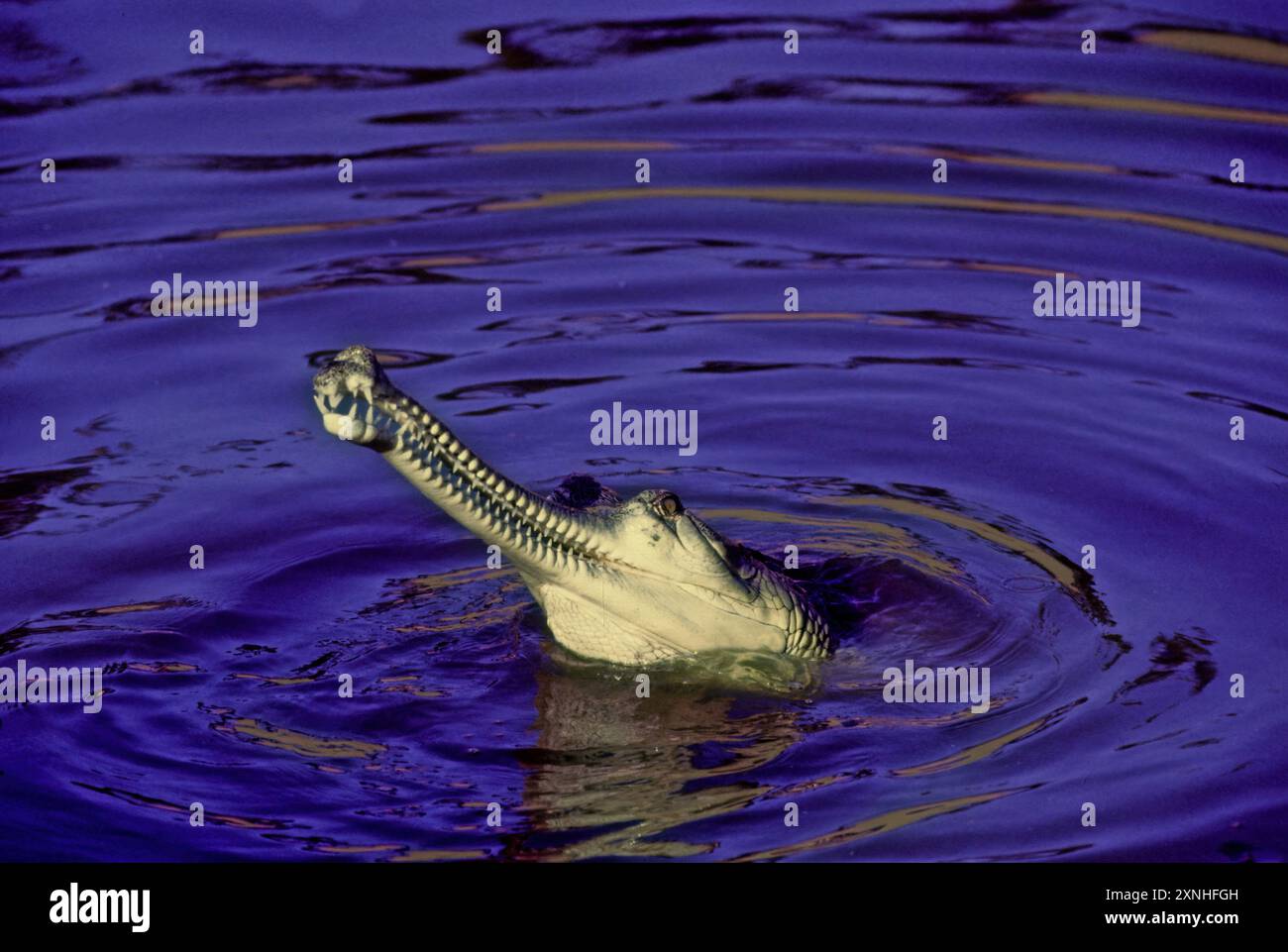 The gharial (Gavialis gangeticus), also known as gavial or fish-eating ...