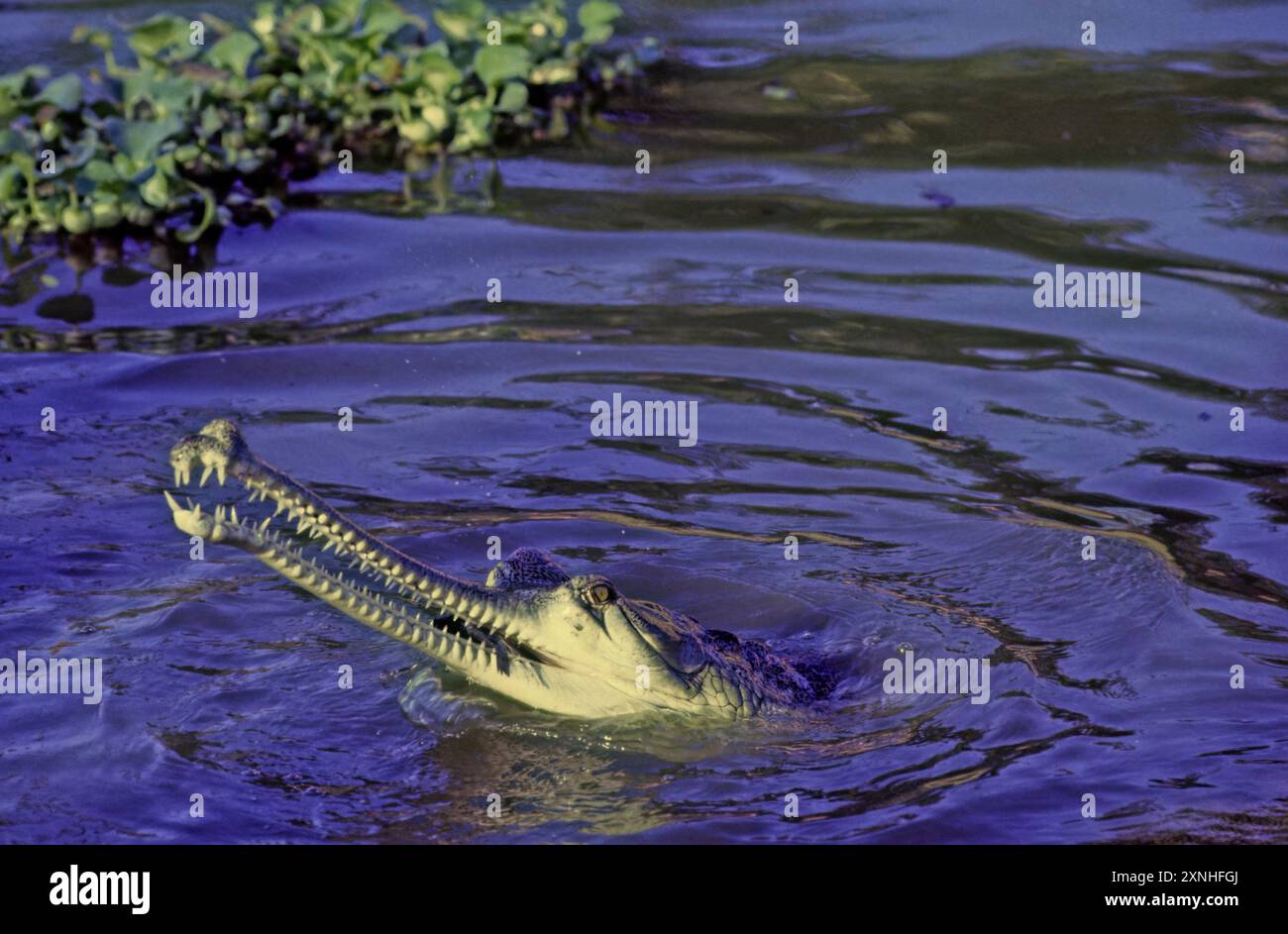 The gharial (Gavialis gangeticus), also known as gavial or fish-eating ...