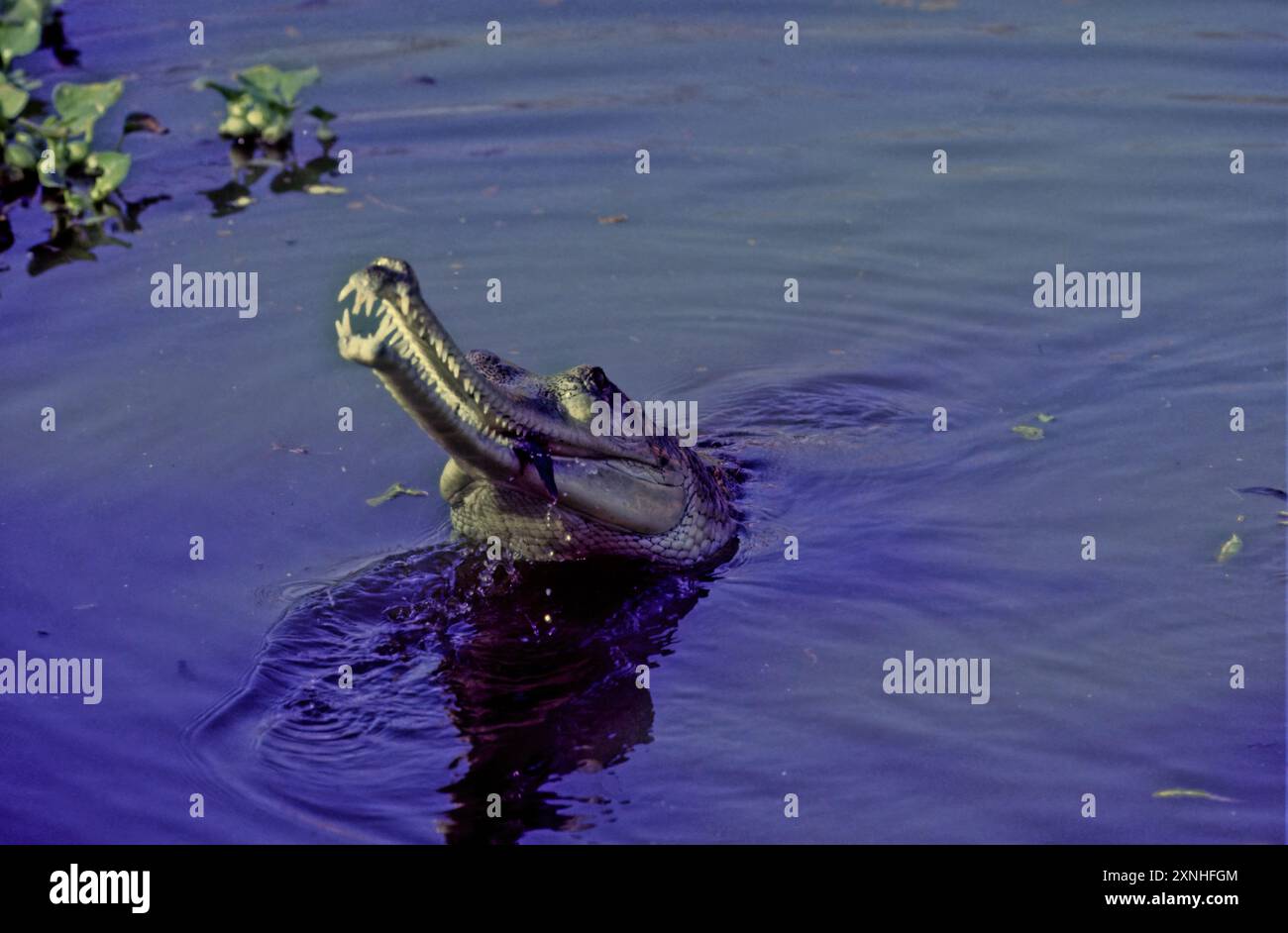 The gharial (Gavialis gangeticus), also known as gavial or fish-eating ...