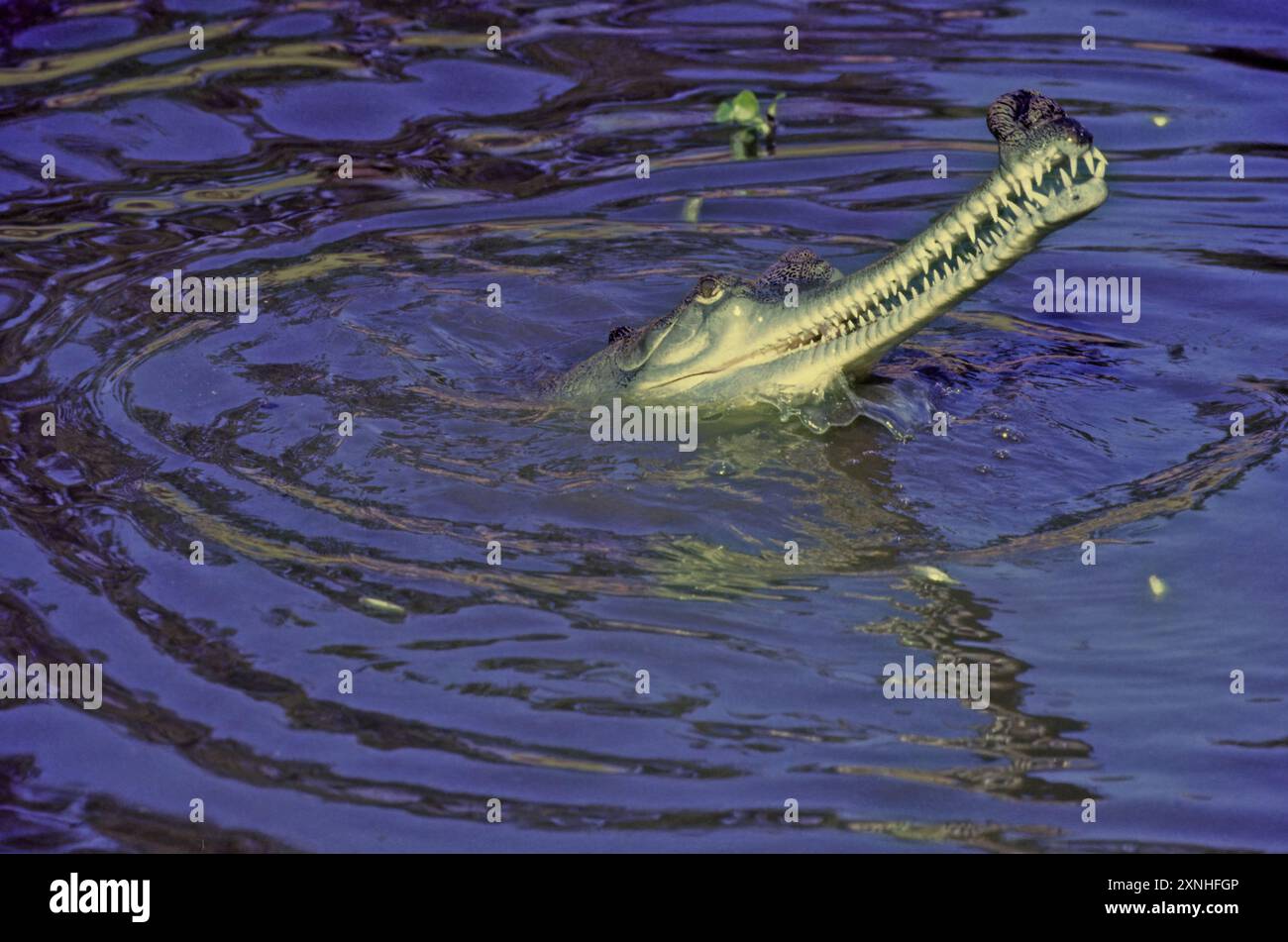 The gharial (Gavialis gangeticus), also known as gavial or fish-eating ...