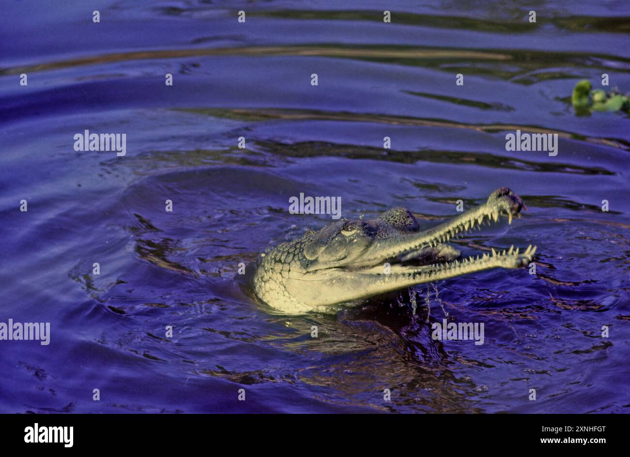The gharial (Gavialis gangeticus), also known as gavial or fish-eating ...