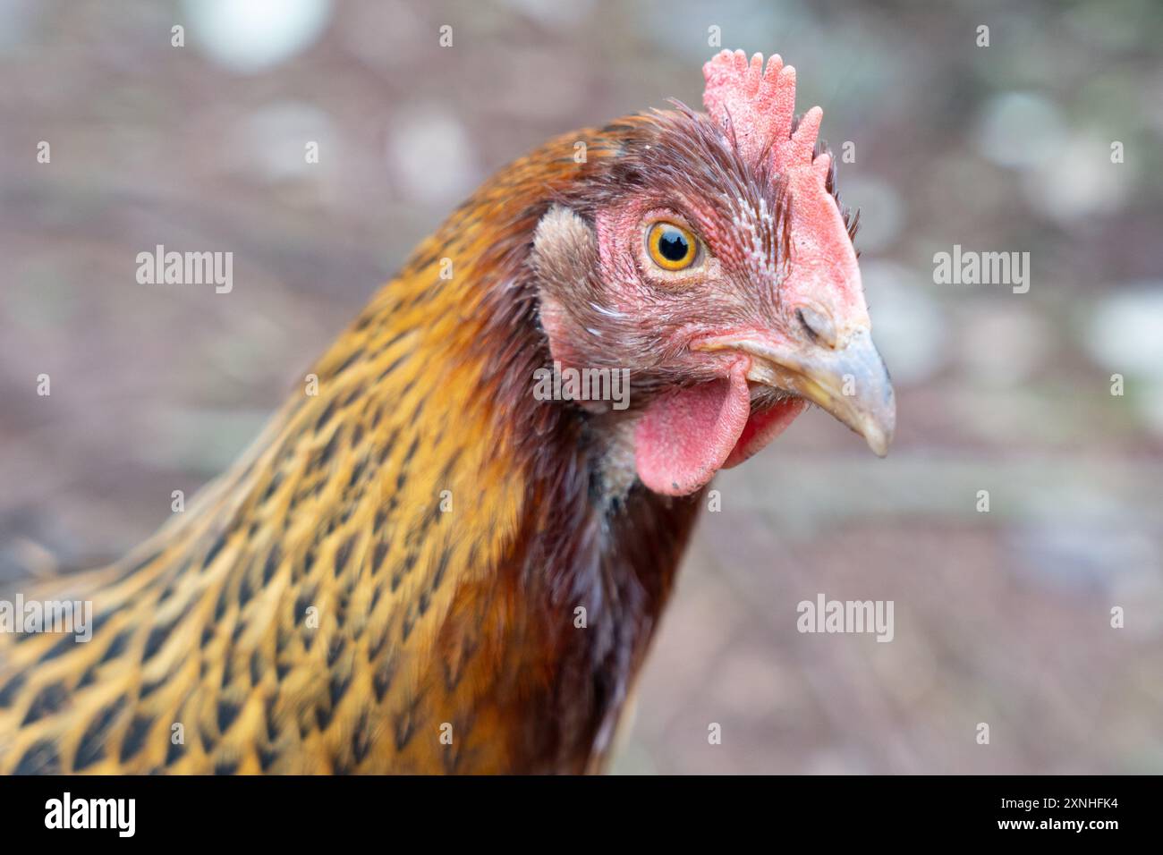 a close-up of the face of an Ameracauna chicken in a farmyard Stock ...