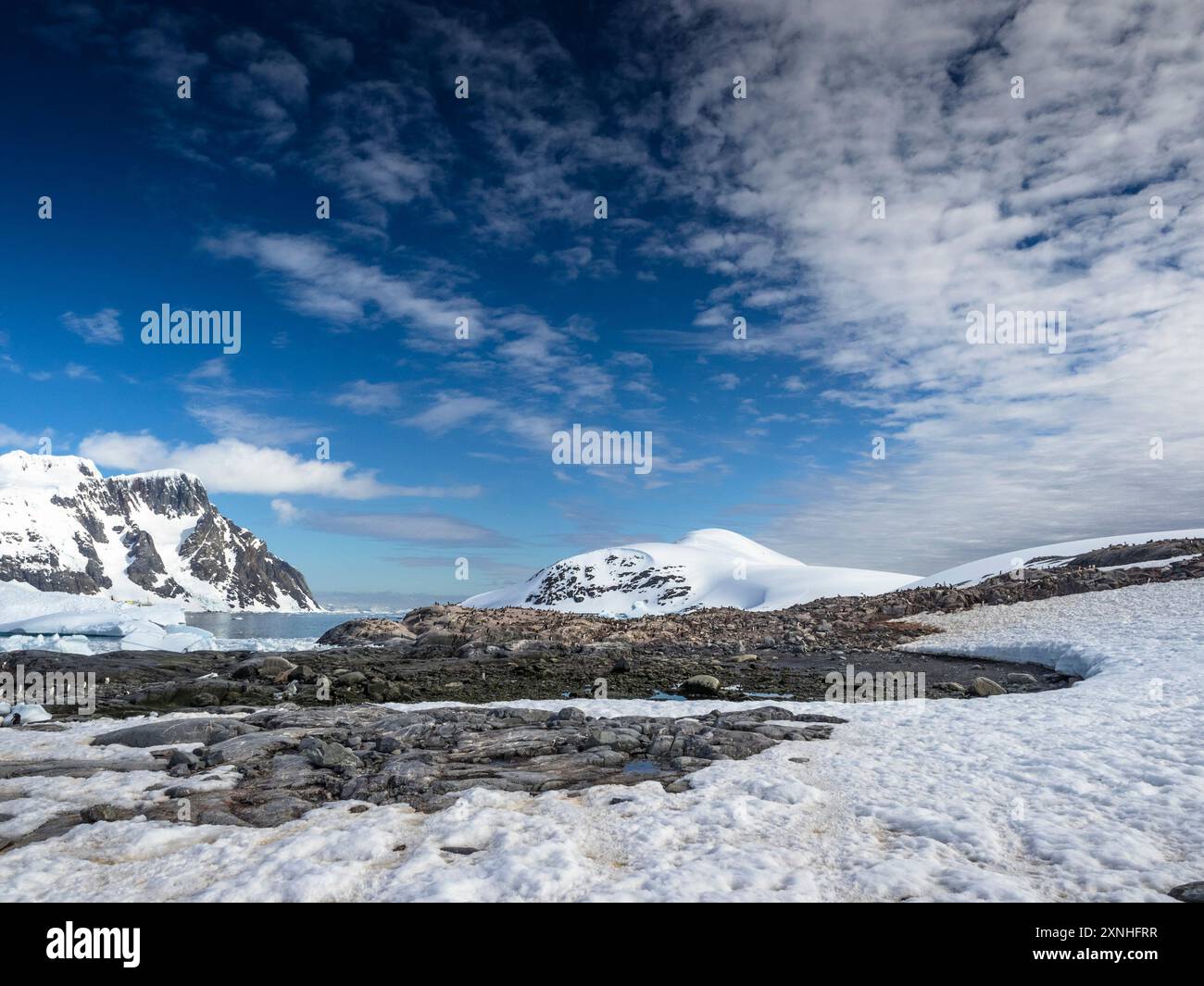 Southern Gentoo (Pygoscelis papua ellsworthi) penguins, Pleneau Island ...