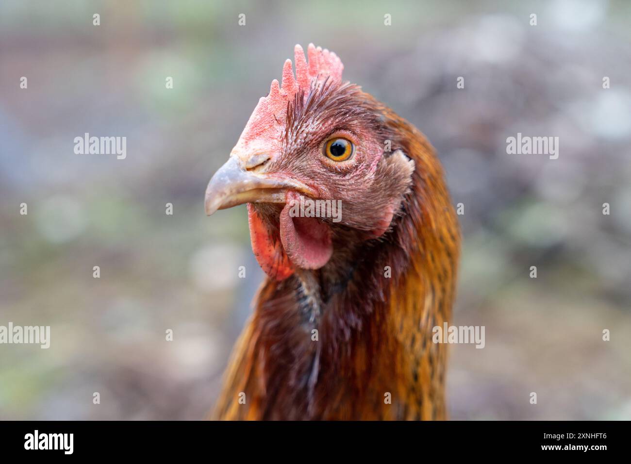 a close-up of the face of an Ameracauna chicken in a farmyard Stock ...