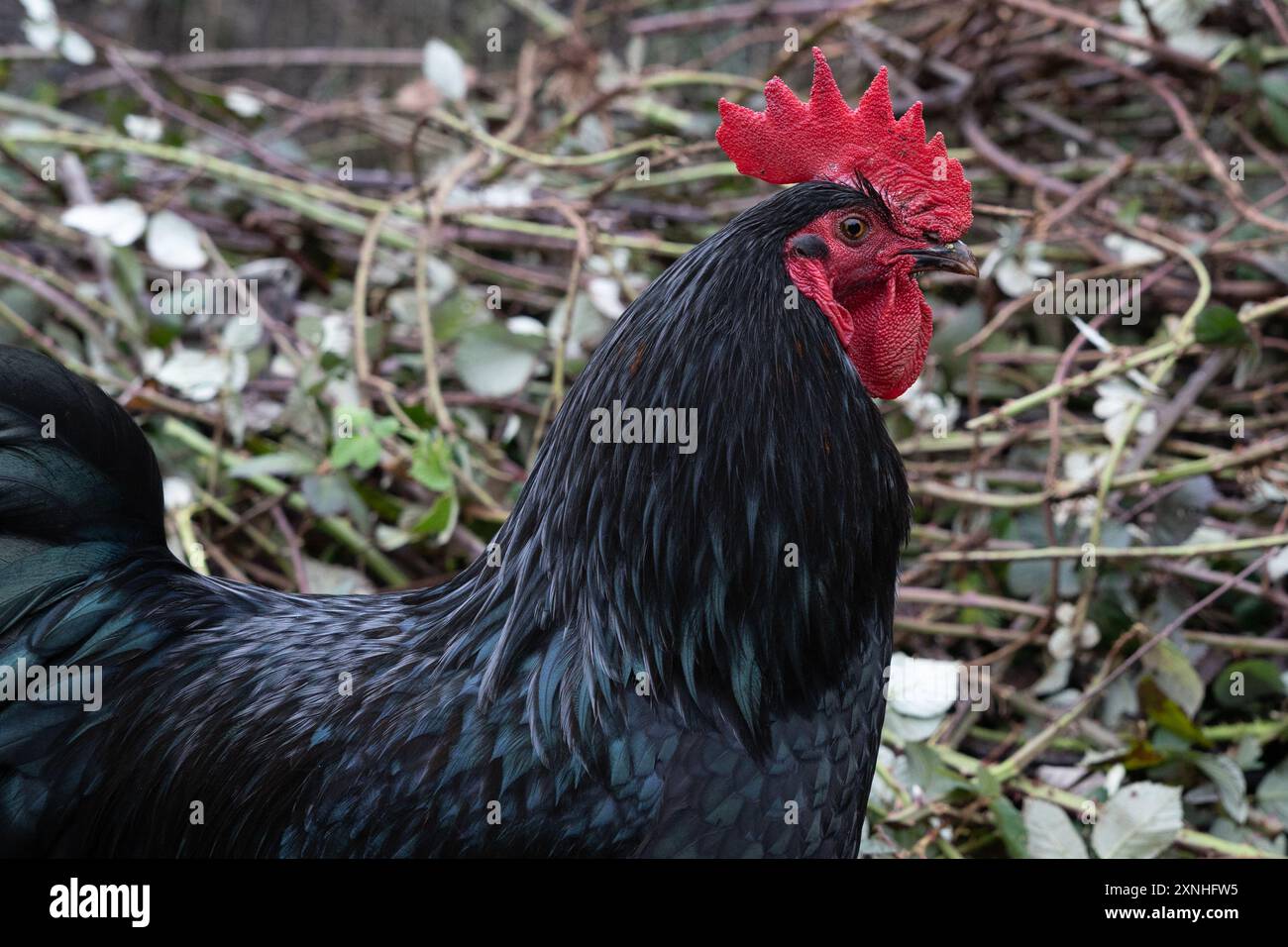 a beautiful black rooster with a very red comb free-ranging in a ...