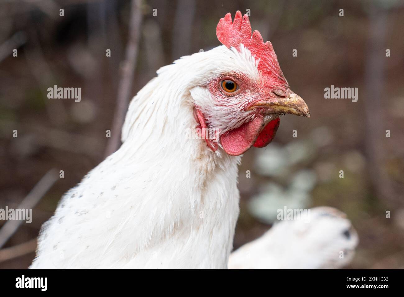 White leg horn chicken hi-res stock photography and images - Alamy