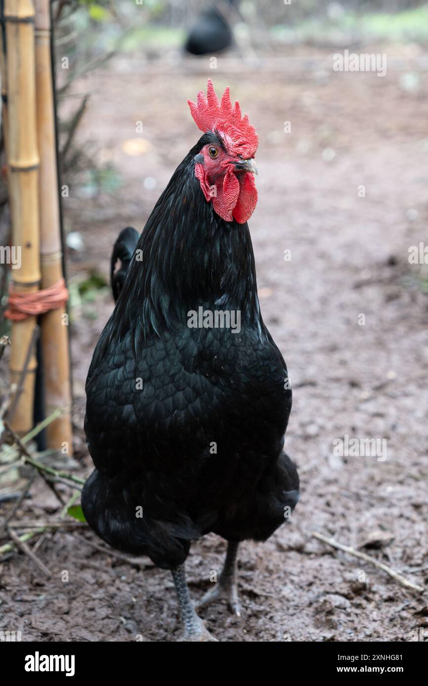 a beautiful black rooster with a very red comb free-ranging in a ...