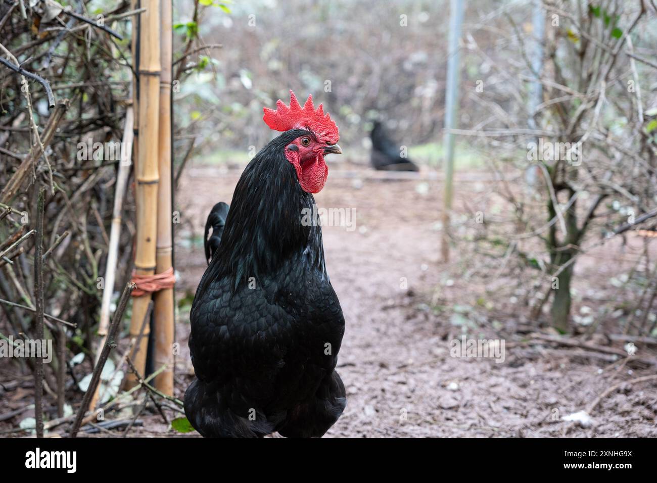 a beautiful black rooster with a very red comb free-ranging in a ...