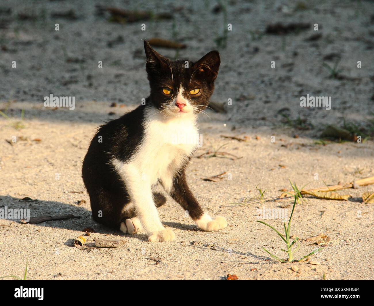 Cute local kittens doing activities in the yard relaxing and playing ...