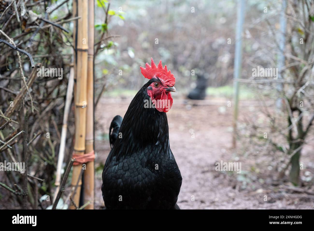 Black chicken rooster hi-res stock photography and images - Alamy