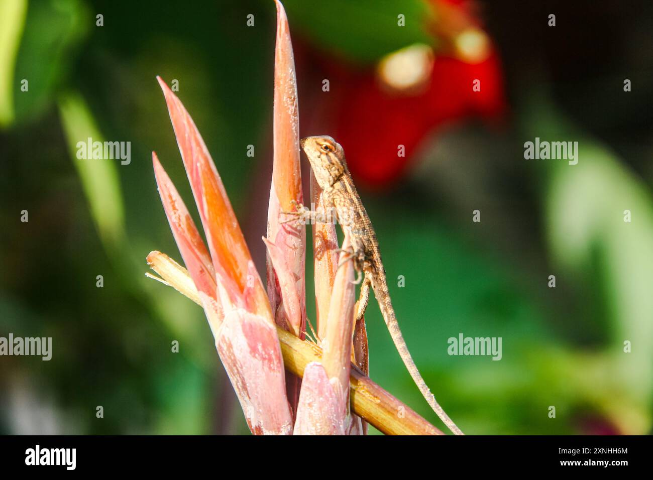Baby garden Chameleon or calotes versicolor, cute little animals Stock ...