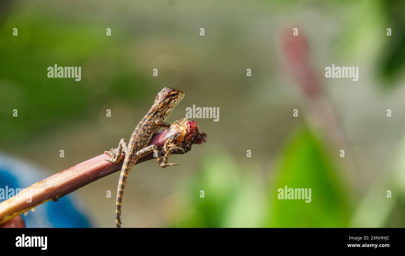 Baby garden Chameleon or calotes versicolor, cute little animals Stock ...