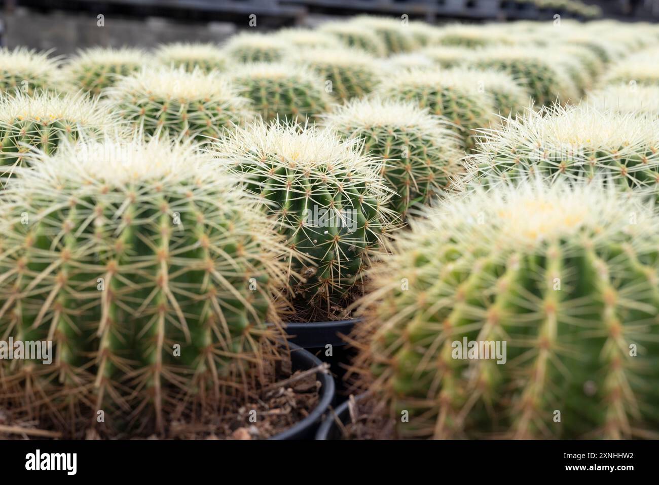Succulent Cacti Farm: Spiky Green Plants with Prickly Thorns in an ...