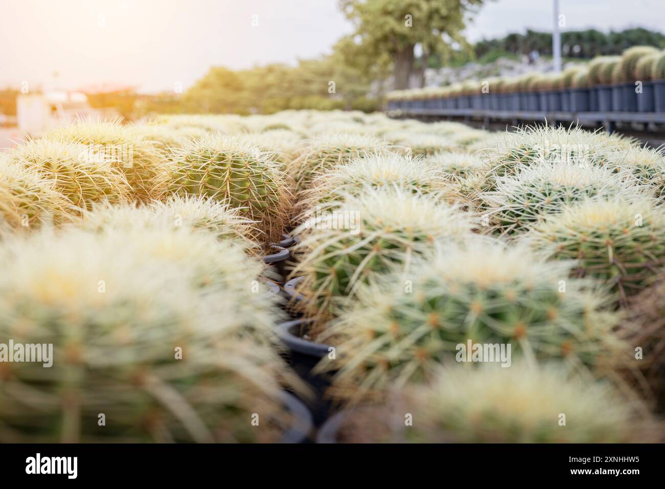 Closeup of Prickly Green Cacti: Spiky Succulent Plants in an Arid ...