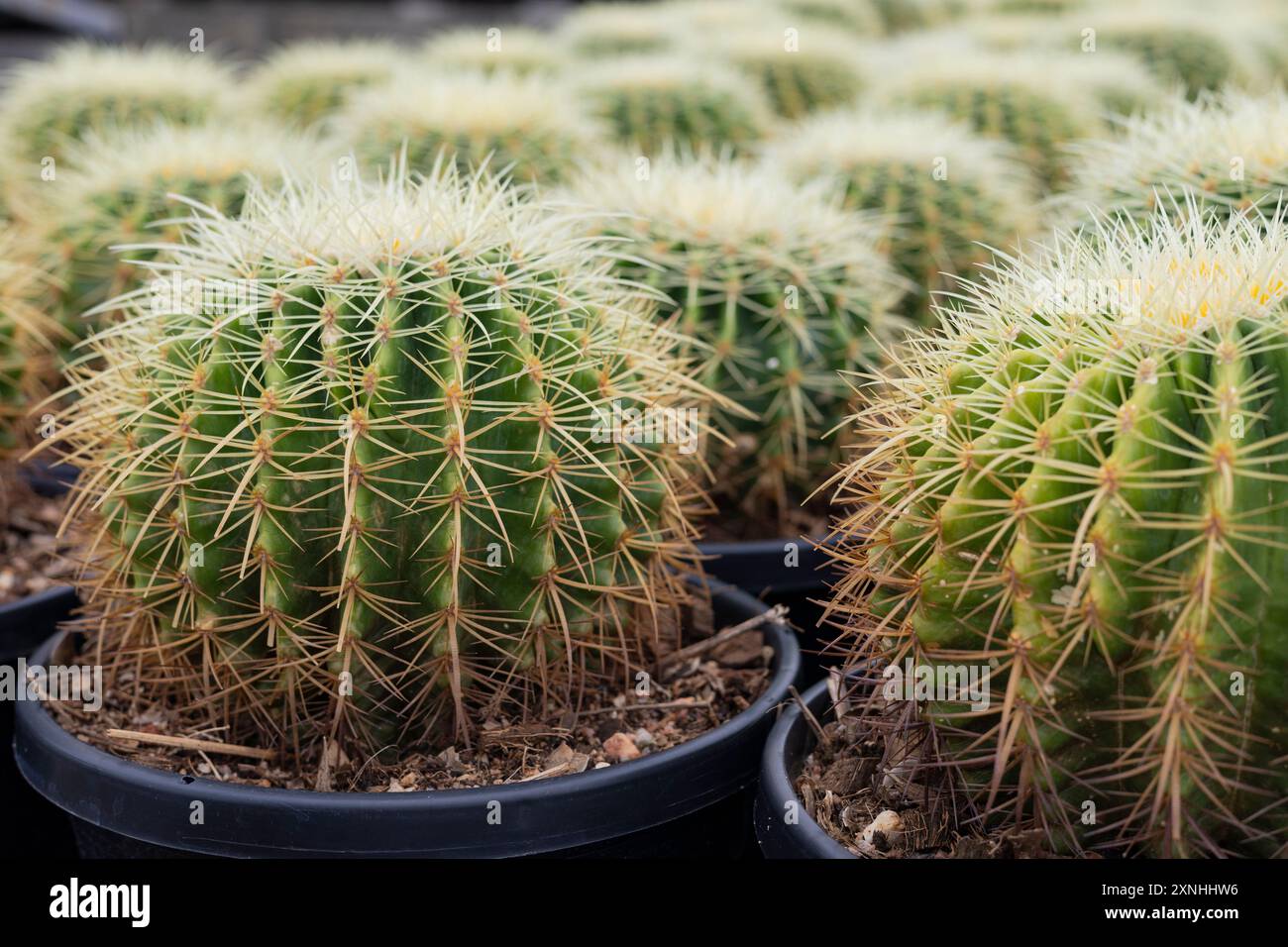 Succulent Cacti Farm: Spiky Green Plants with Prickly Thorns in an ...