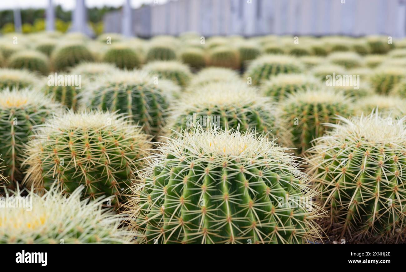 Succulent Cacti Farm: Spiky Green Plants with Prickly Thorns in an ...