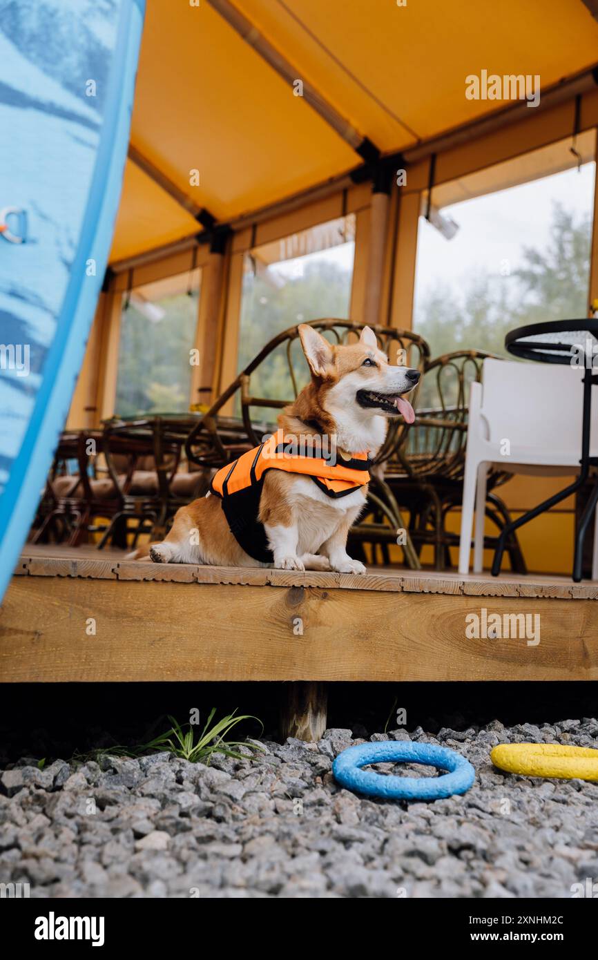 Corgi Dog in Life Jacket Next to Paddleboard at Glamping Site ...