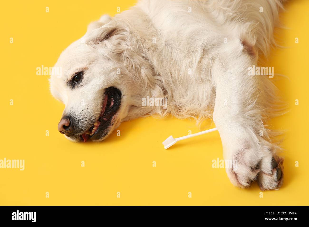 White Labrador dog with tooth brush on yellow background Stock Photo ...